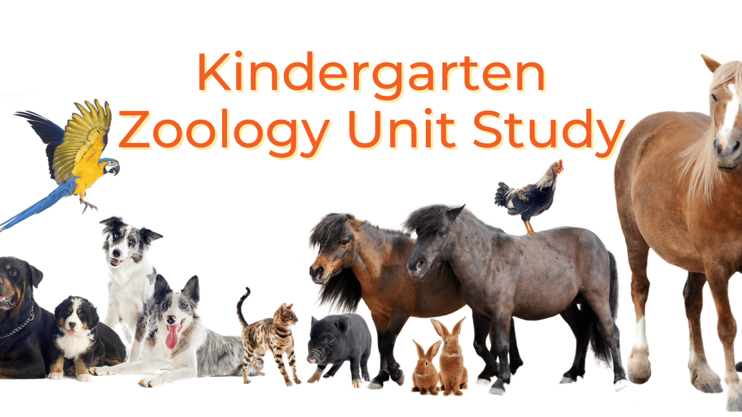 Kindergarten Zoology Unit Study - The Waldock Way