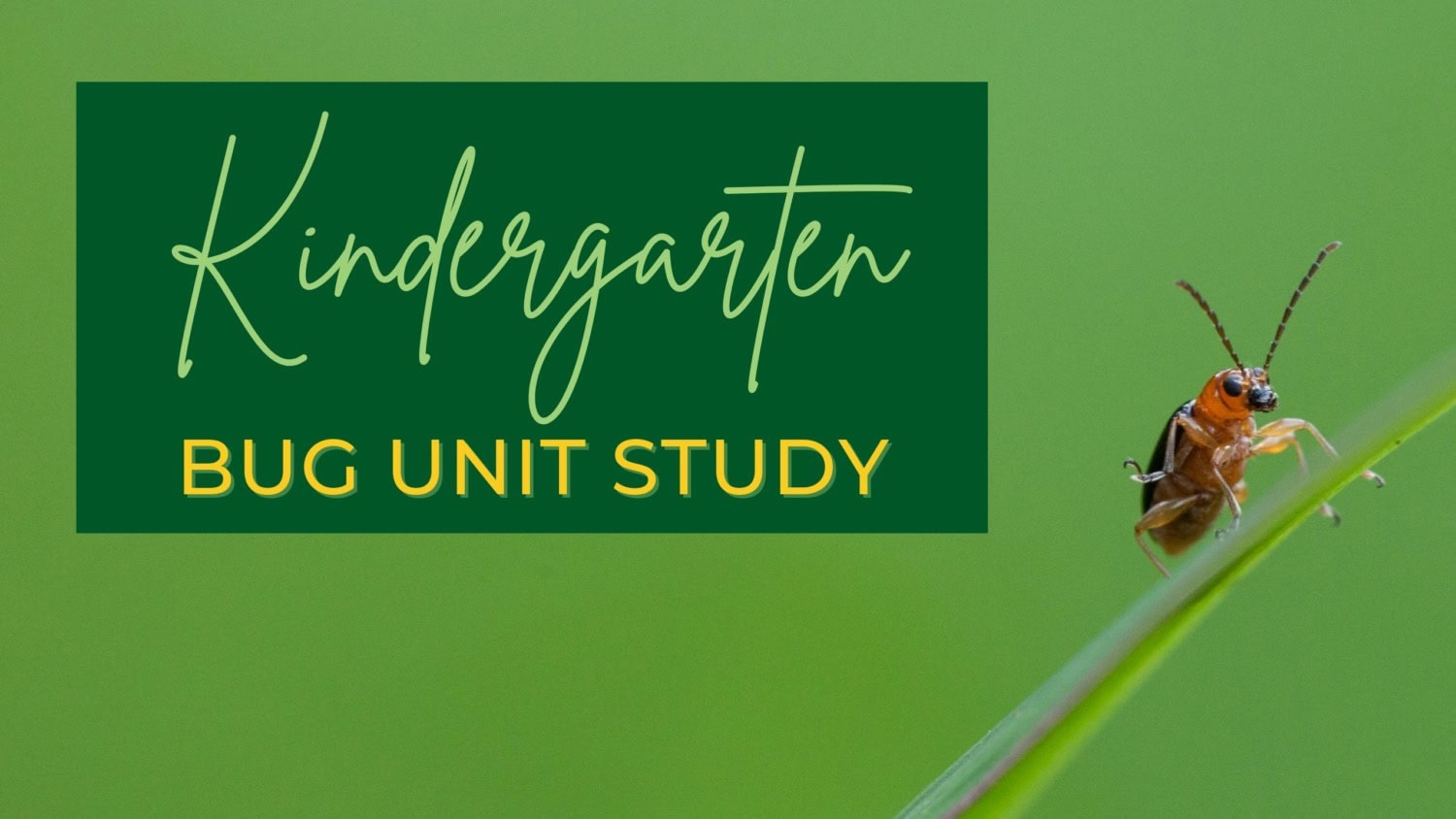 Kindergarten Bug Unit Study - The Waldock Way