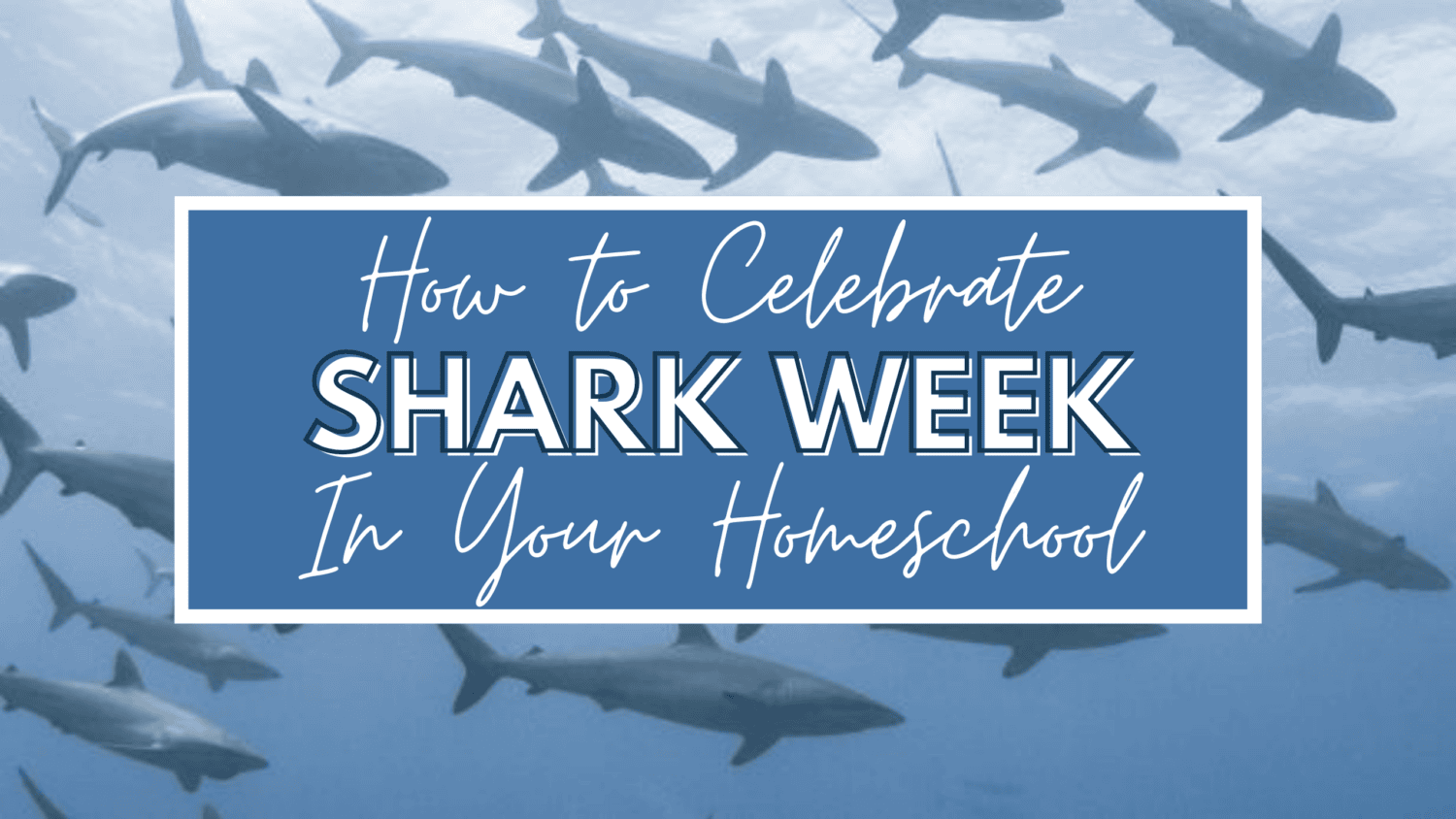 How to Celebrate Shark Week in Your Homeschool