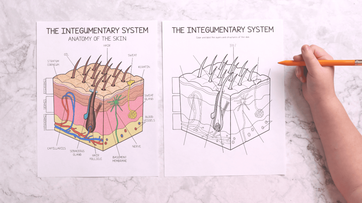 This Homeschool Human Anatomy Study Has Everything!