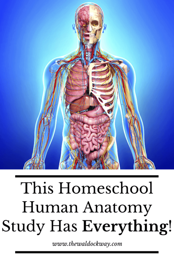 This Homeschool Human Anatomy Study Has Everything!