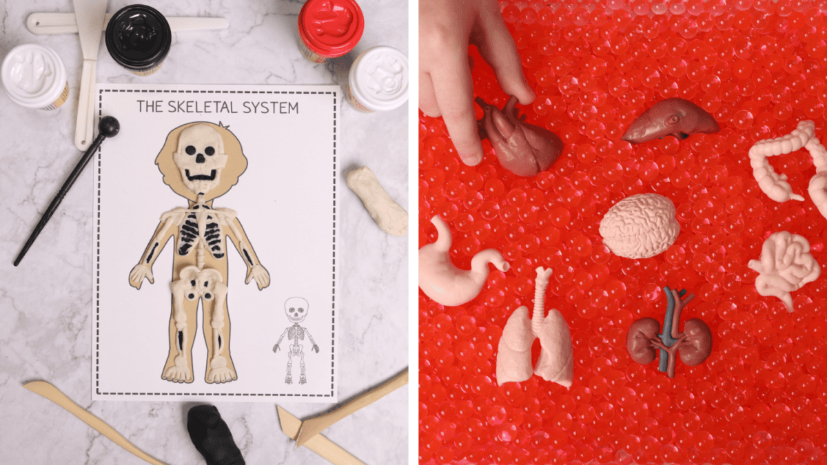This Homeschool Human Anatomy Study Has Everything!