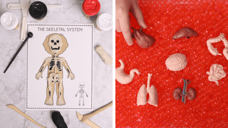 This Homeschool Human Anatomy Study Has Everything!